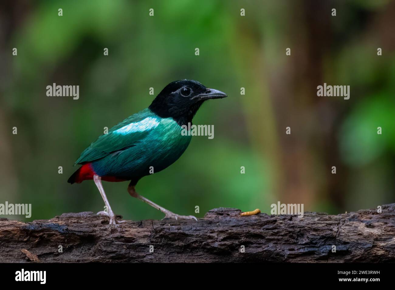 Eastern hooded pitta hi-res stock photography and images - Alamy