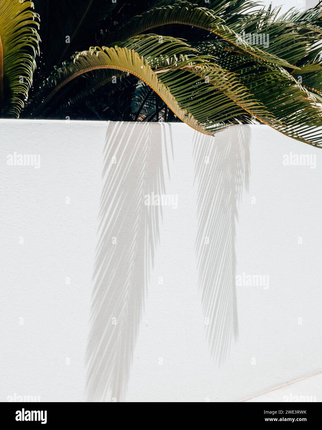 Palm tree cast shadow on hi-res stock photography and images - Alamy