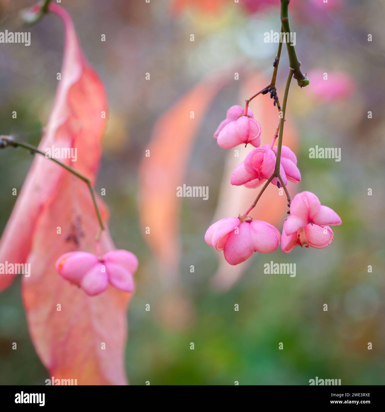 Spindle branch in autumn. The fruits of a Spindle Tree, Euonymus ...