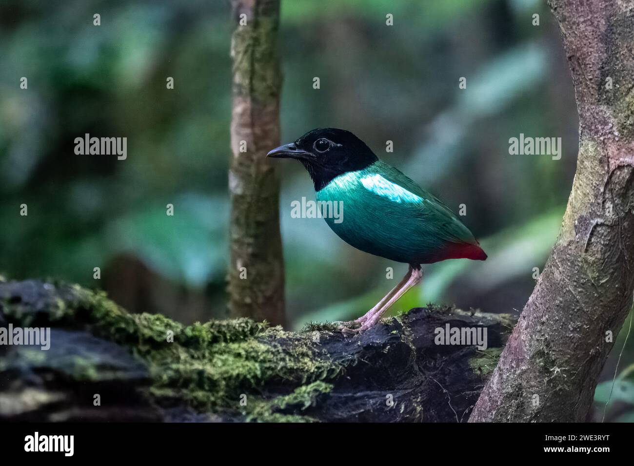 Eastern Hooded Pitta or Pitta novaeguineae seen in Waigeo, West Papua ...