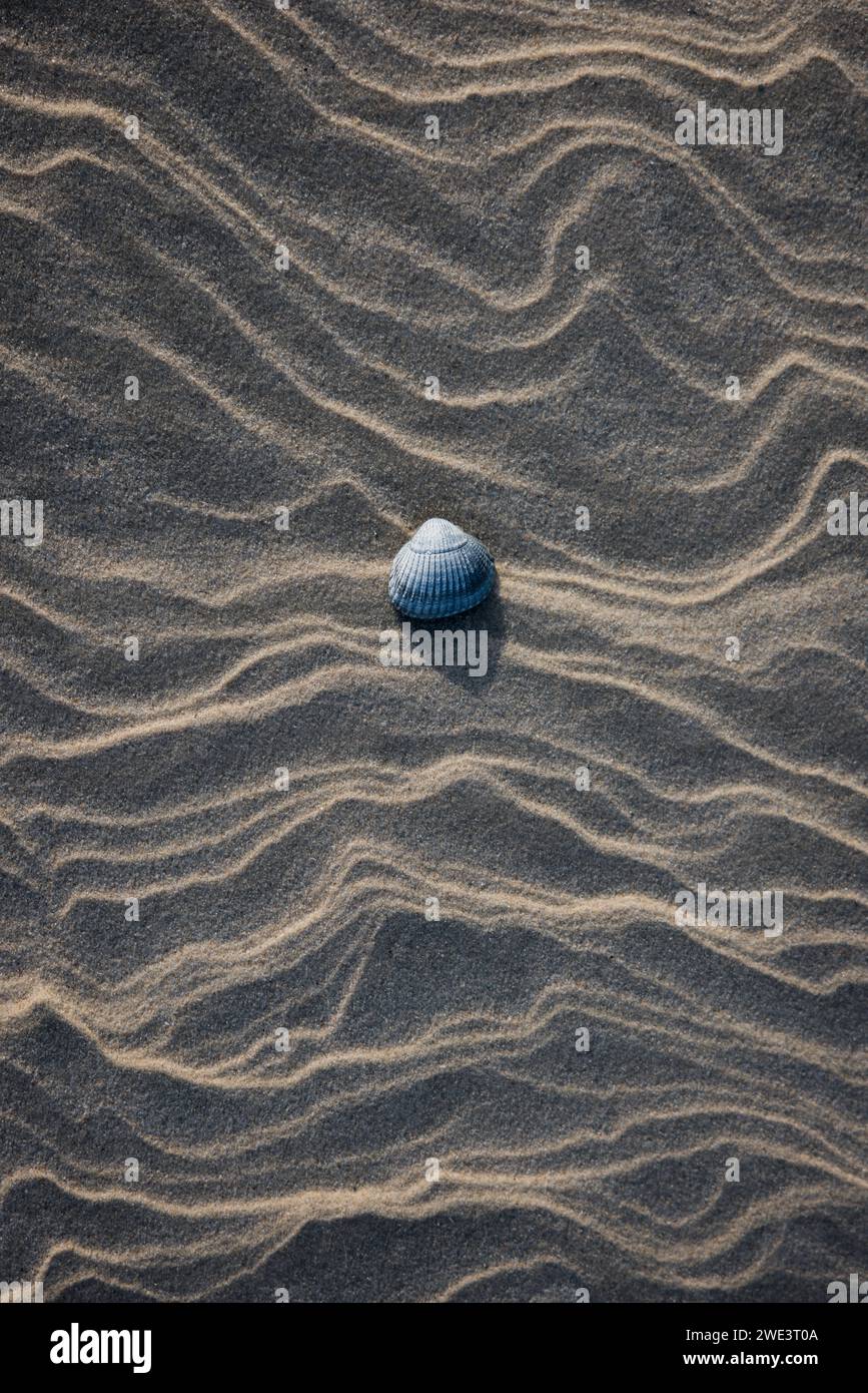 Norderney. 22 JAN 2024. Muschel am Strand von Norderney OSTFRIESLAND ...