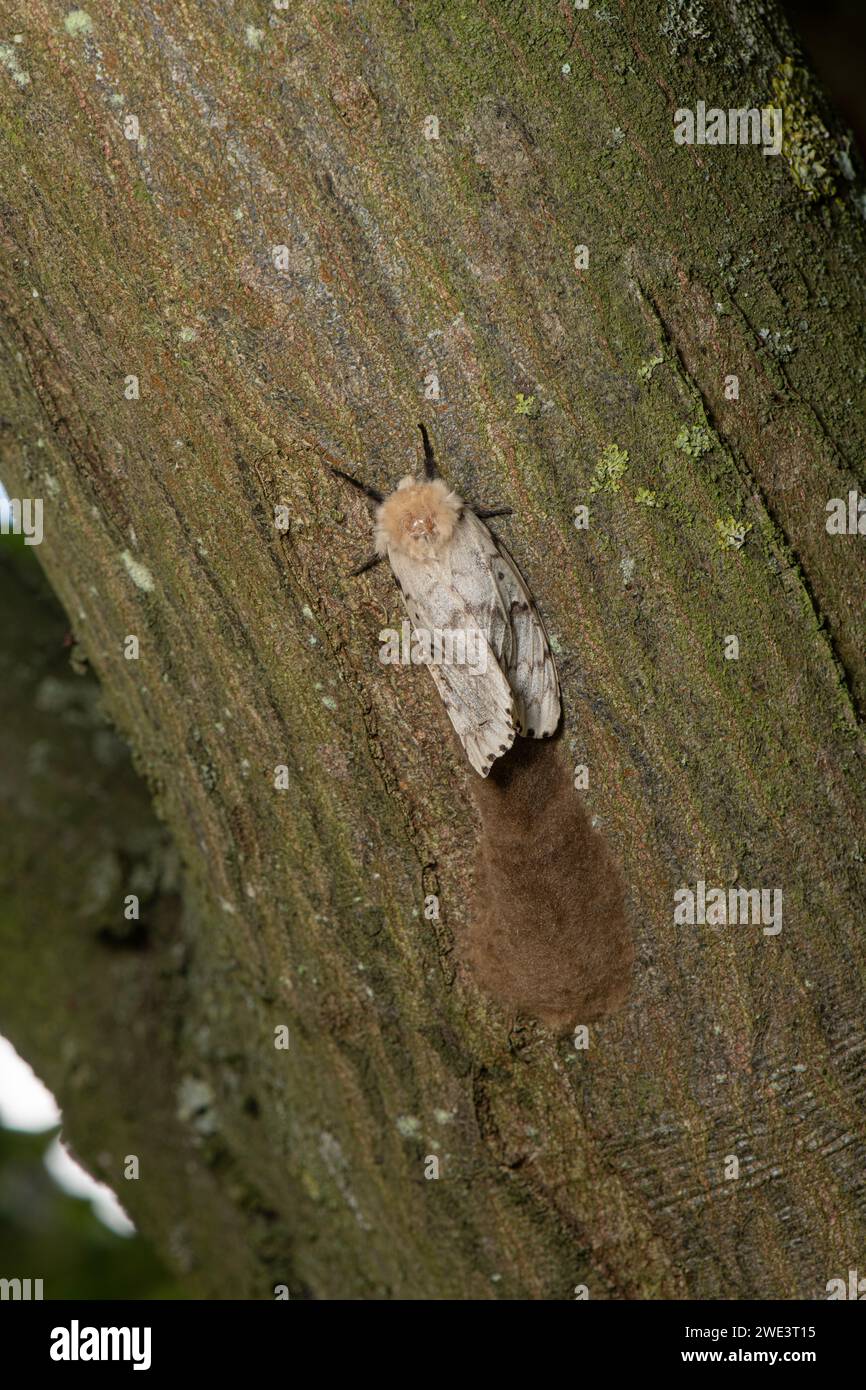 Gypsy Moth: Lymantria dispar. Female with egg cluster, covered in hairs ...