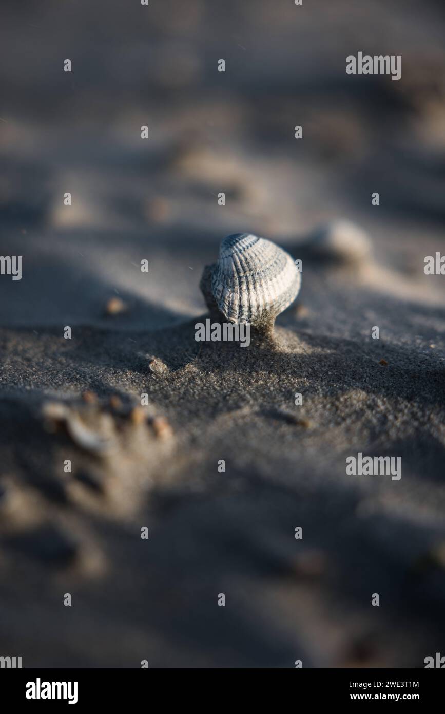 Muschel detail hi-res stock photography and images - Alamy