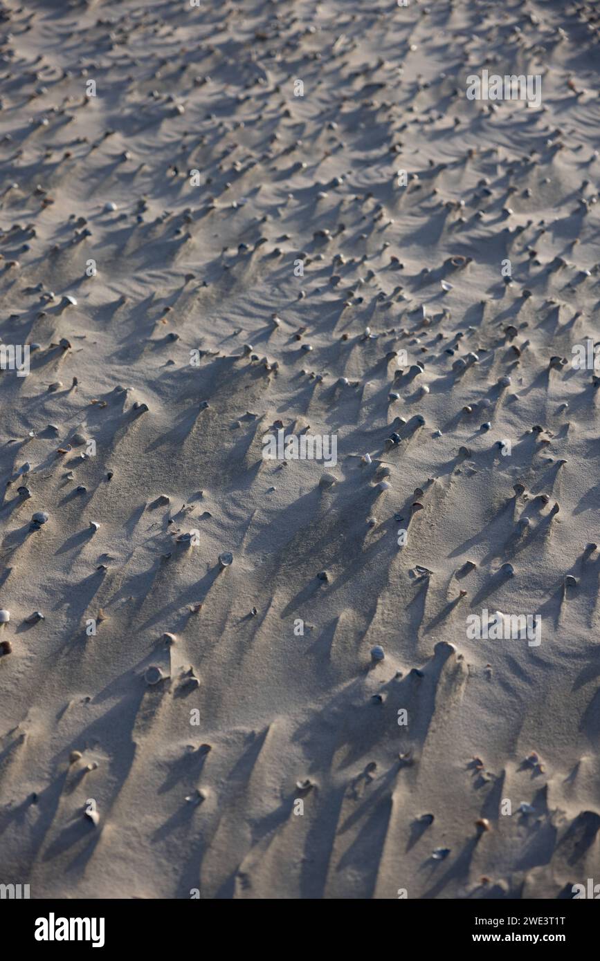 Norderney. 22 JAN 2024. Muscheln am Strand von Norderney OSTFRIESLAND ...