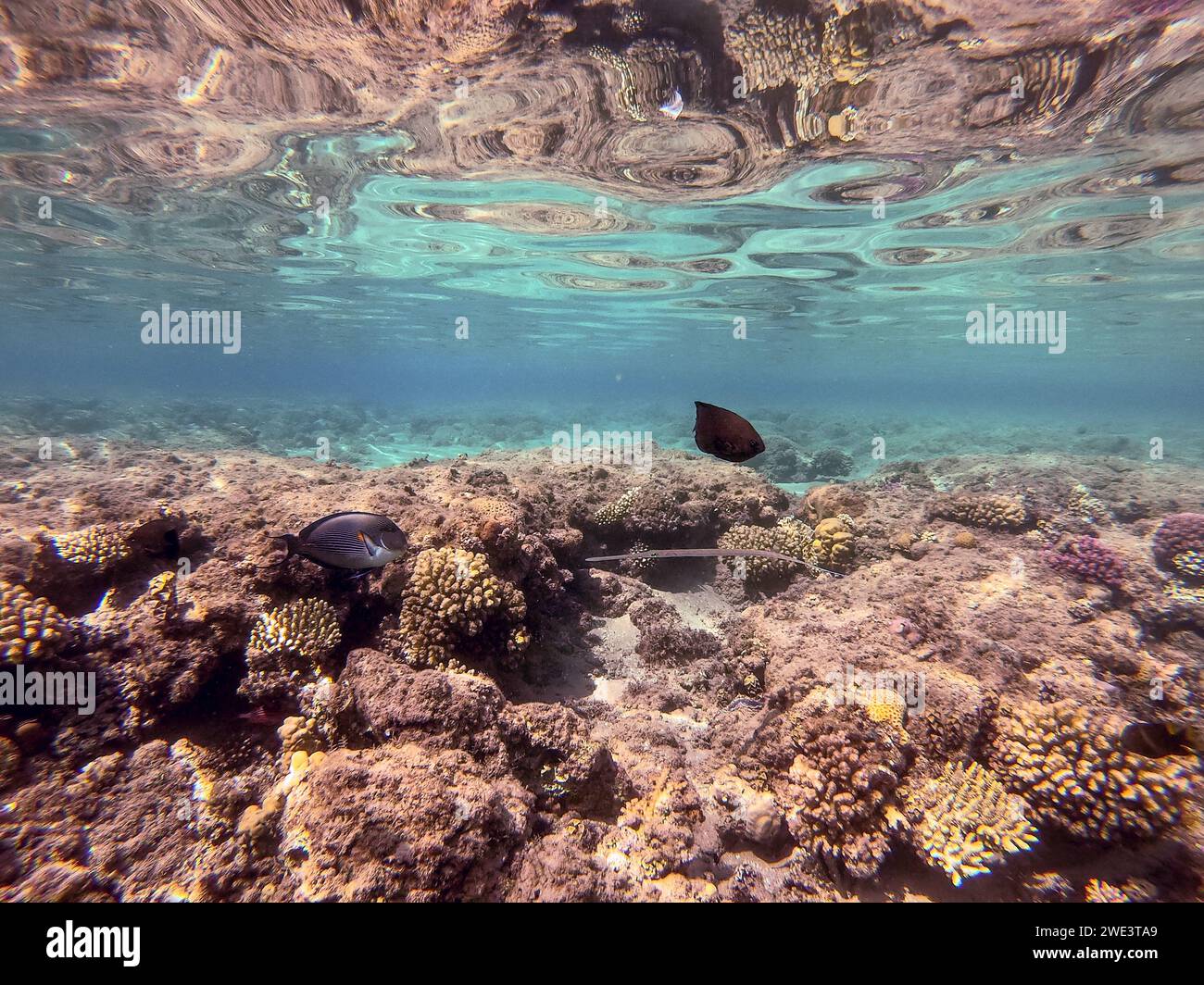 Close up view of tropical bluespotted cornet fish, smooth cornet fish ...
