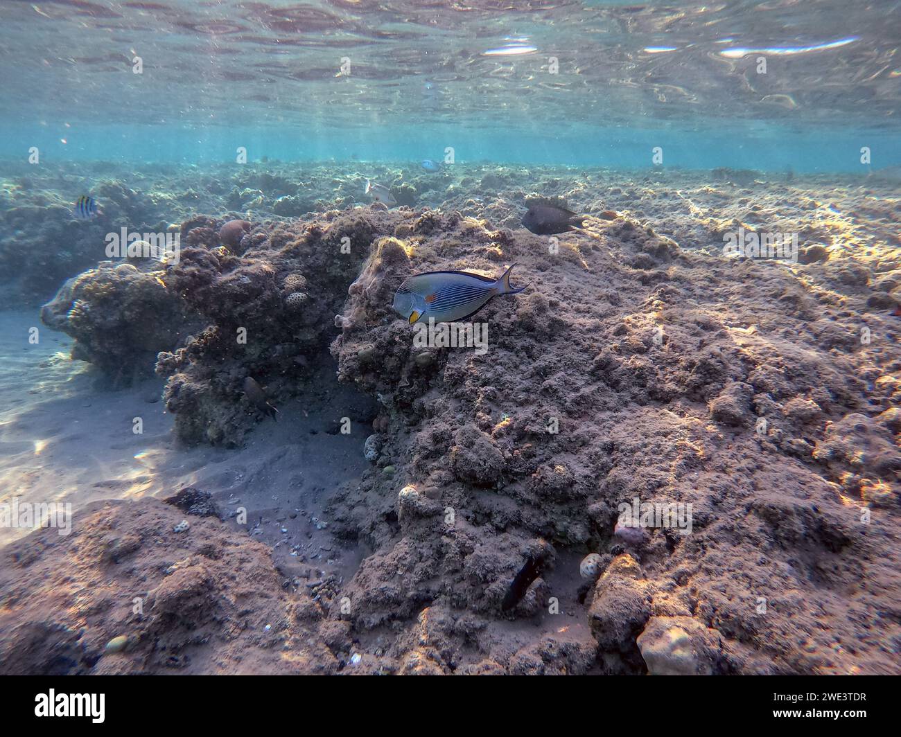 Colorful tropical fish Sohal Surgeon fish (Acanthurus Sohal) tang ...