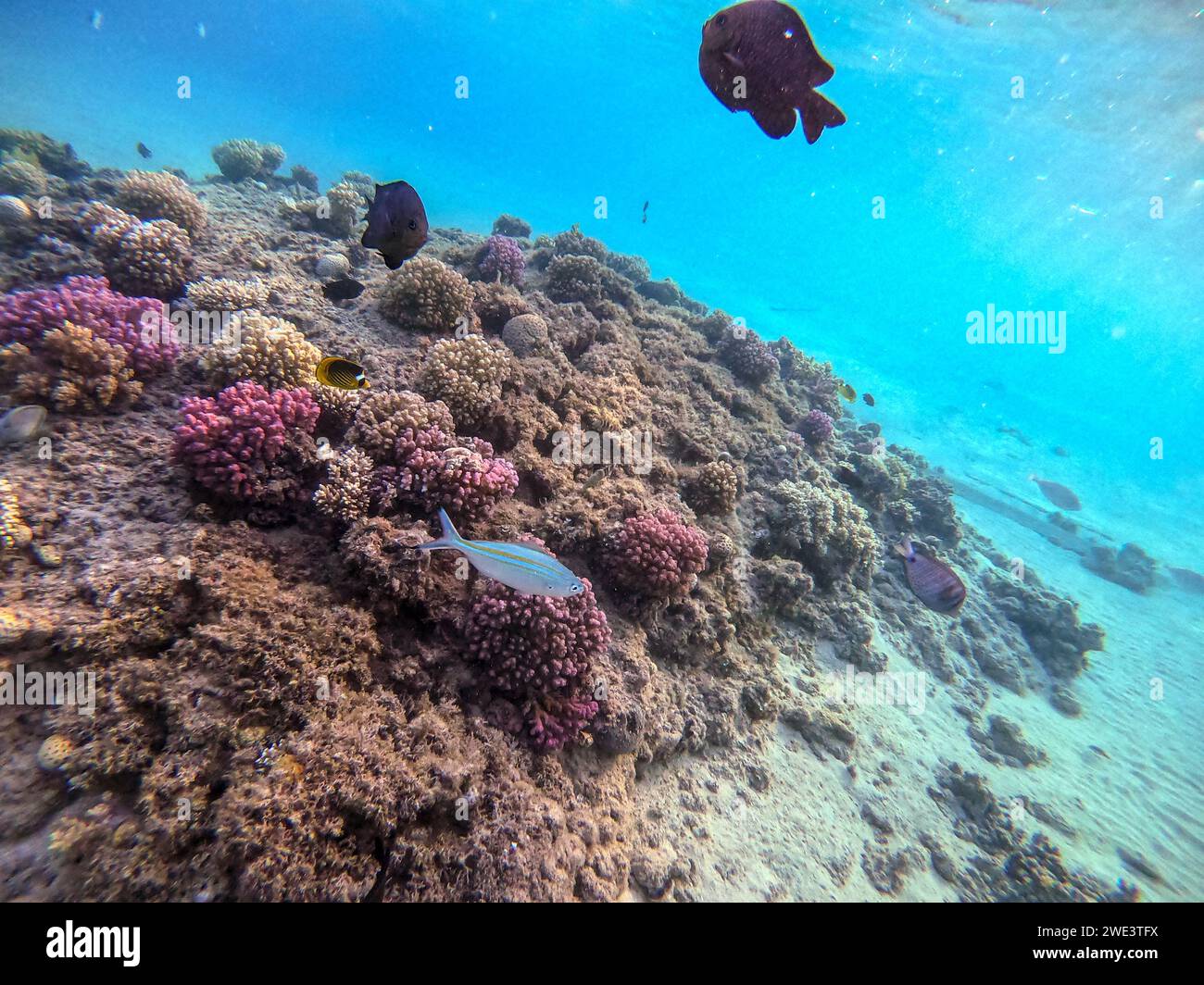 Shoal tropical blue back fish underwater at the coral reef. Underwater ...