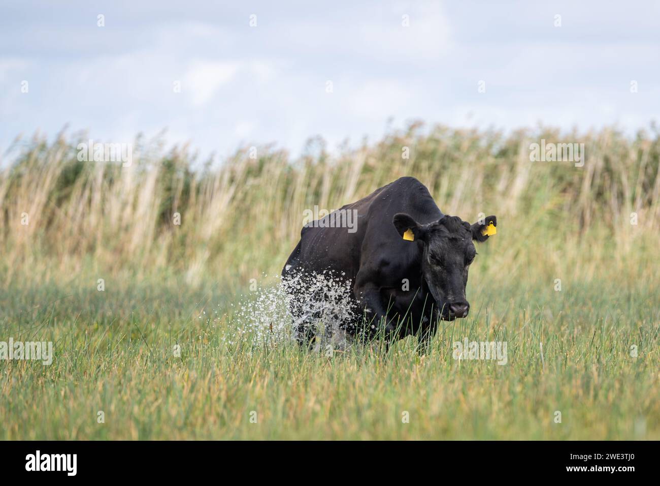 Aberdeen angus cow in a beach meadow Stock Photo - Alamy