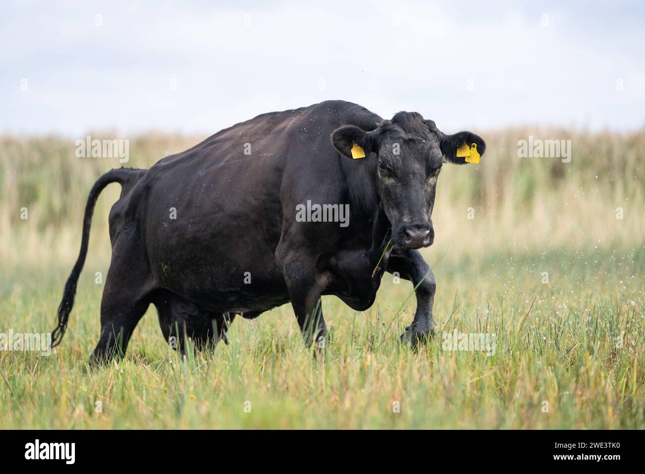 Aberdeen angus cow in a beach meadow Stock Photo - Alamy