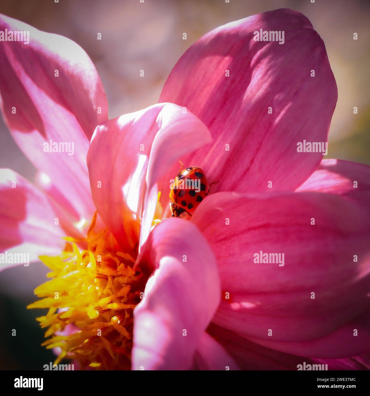 Ladybug home hi-res stock photography and images - Alamy