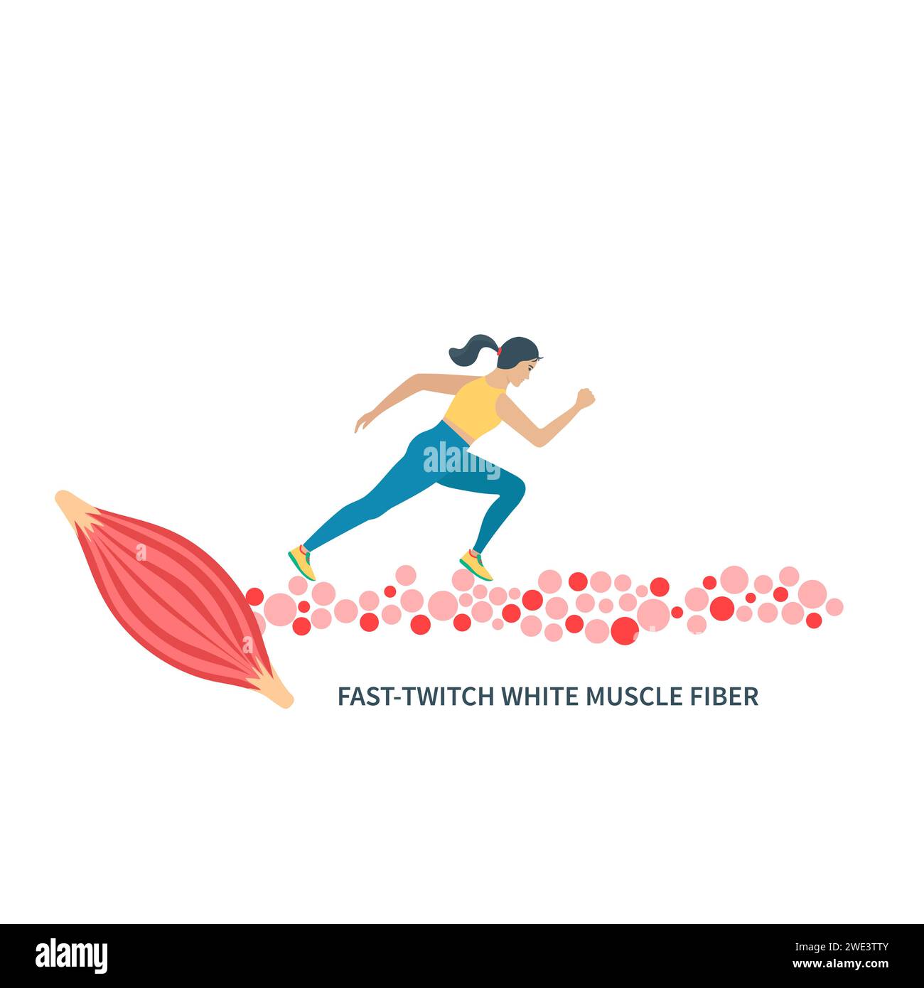 Fast twitch white muscle fiber type illustration Stock Vector Image ...