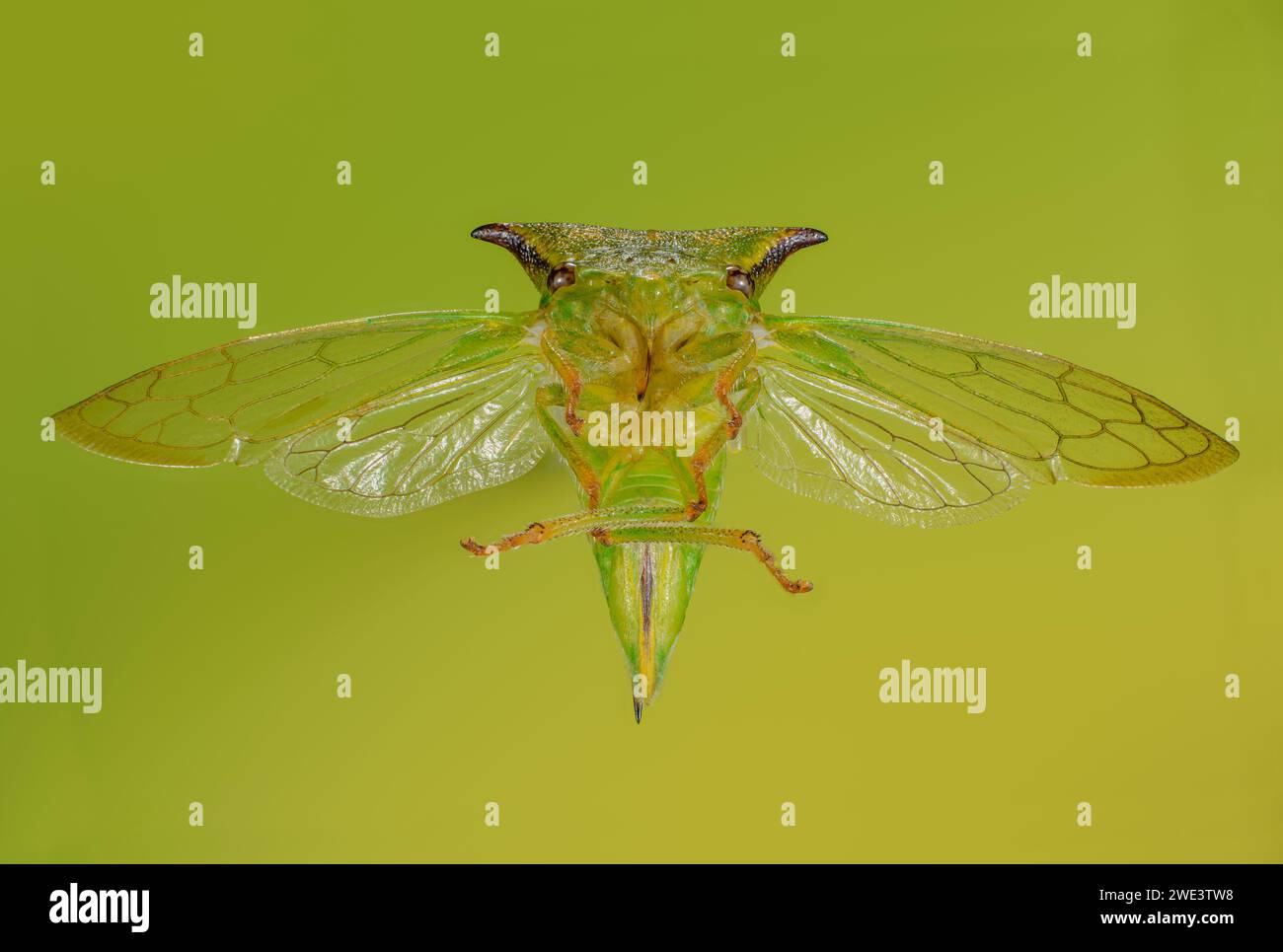 Buffalo Treehopper in flight, Stictocephala bisonia in flight Stock ...