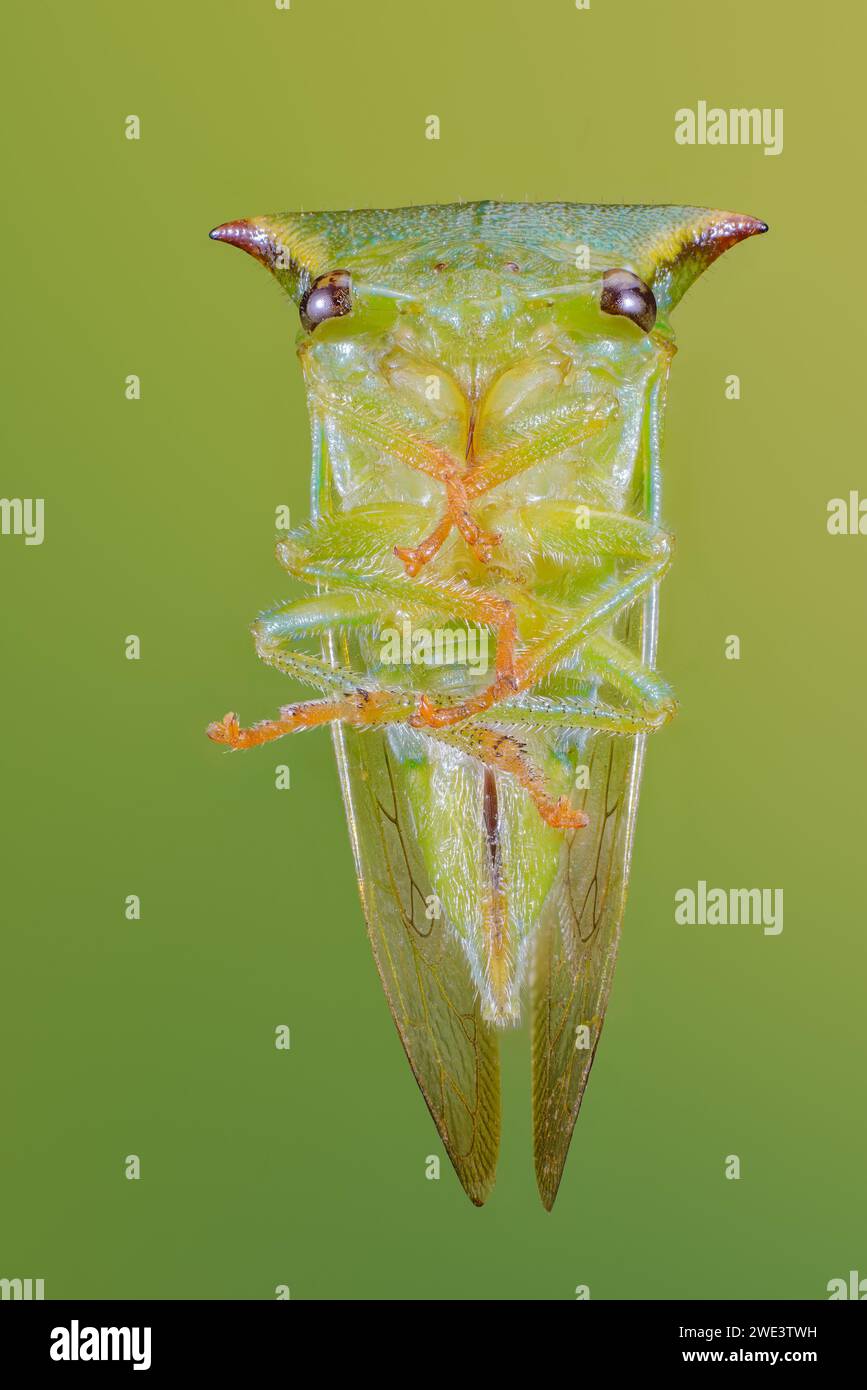 Cicada details hi-res stock photography and images - Alamy
