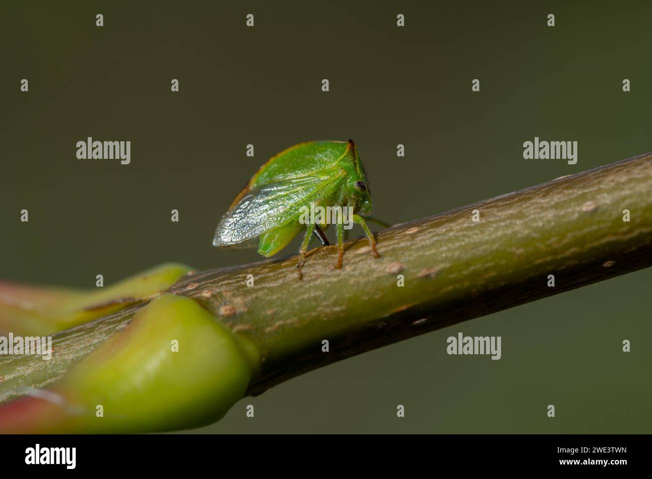 Stictocephala bisonia lays egg, Ceresa bisonia, Büffelzikade legt Eier ...
