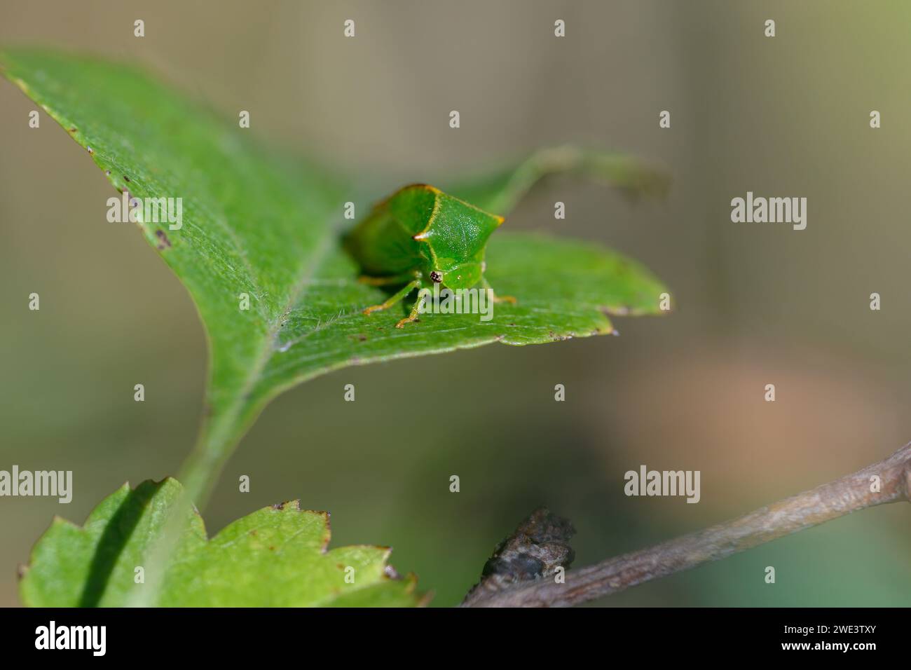 Stictocephala bisonia, Ceresa bisonia, Büffelzikade, Amerikanische ...