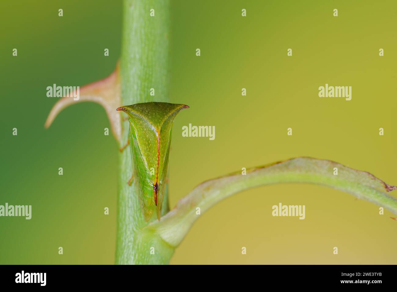 Stictocephala bisonia, Ceresa bisonia, Büffelzikade, Amerikanische ...