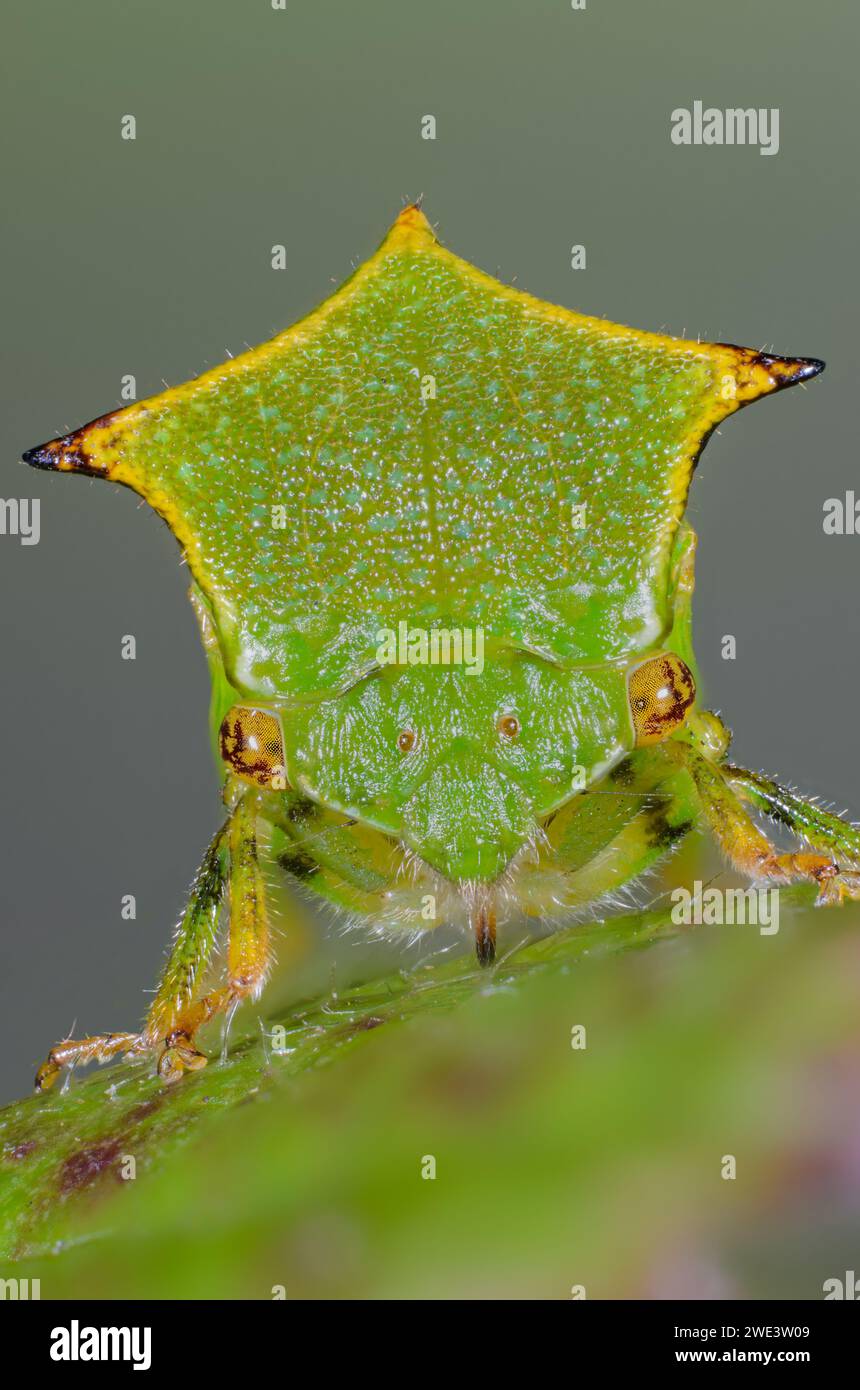 Stictocephala bisonia, Ceresa bisonia, Büffelzikade, Amerikanische ...