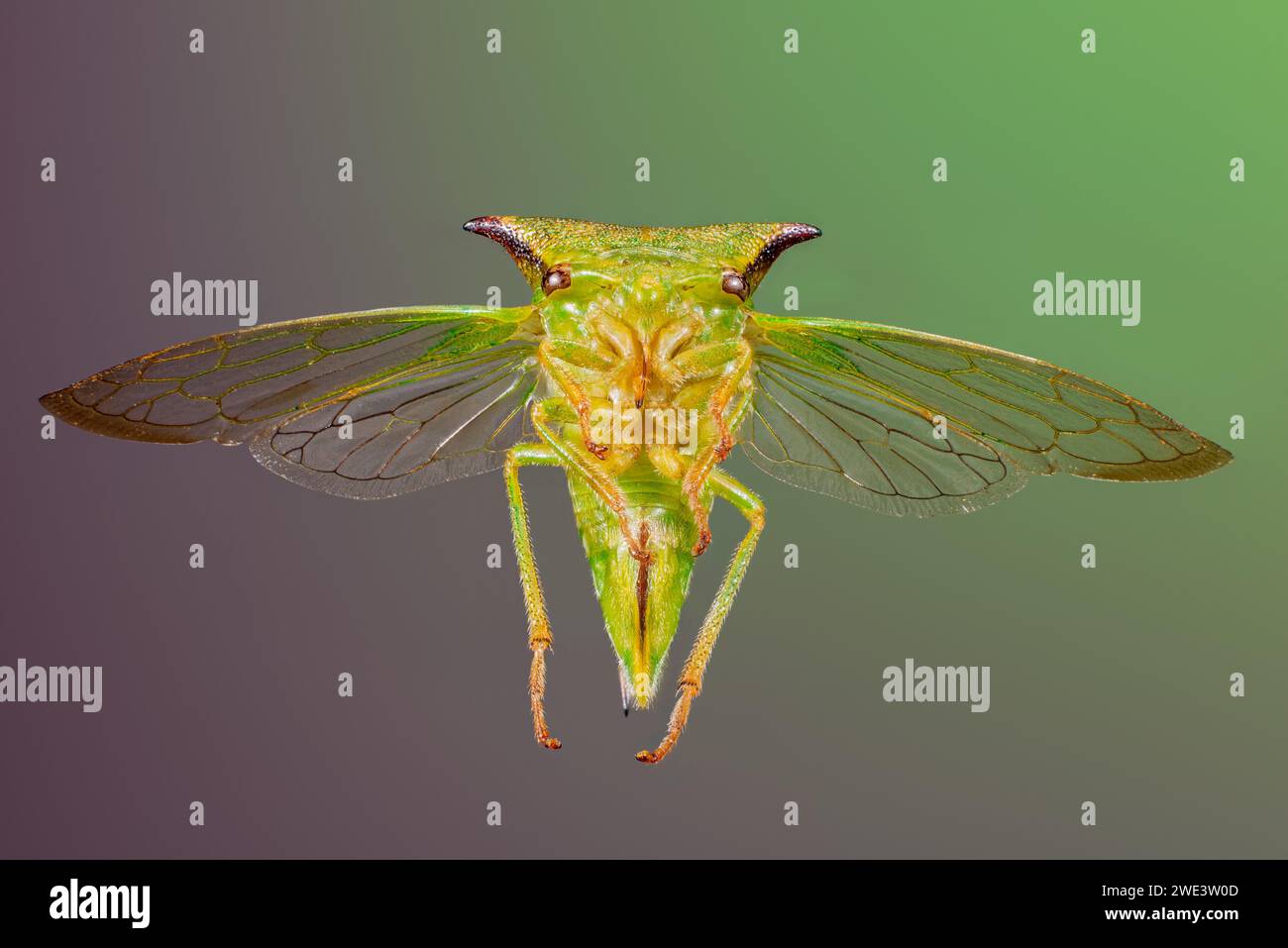 Buffalo Treehopper in flight, Stictocephala bisonia in flight Stock ...