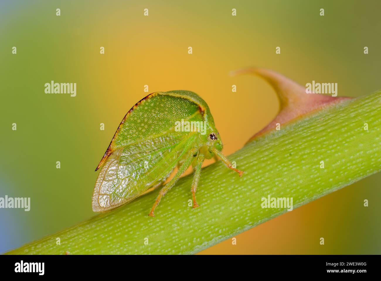 Stictocephala bisonia, Ceresa bisonia, Büffelzikade, Amerikanische ...