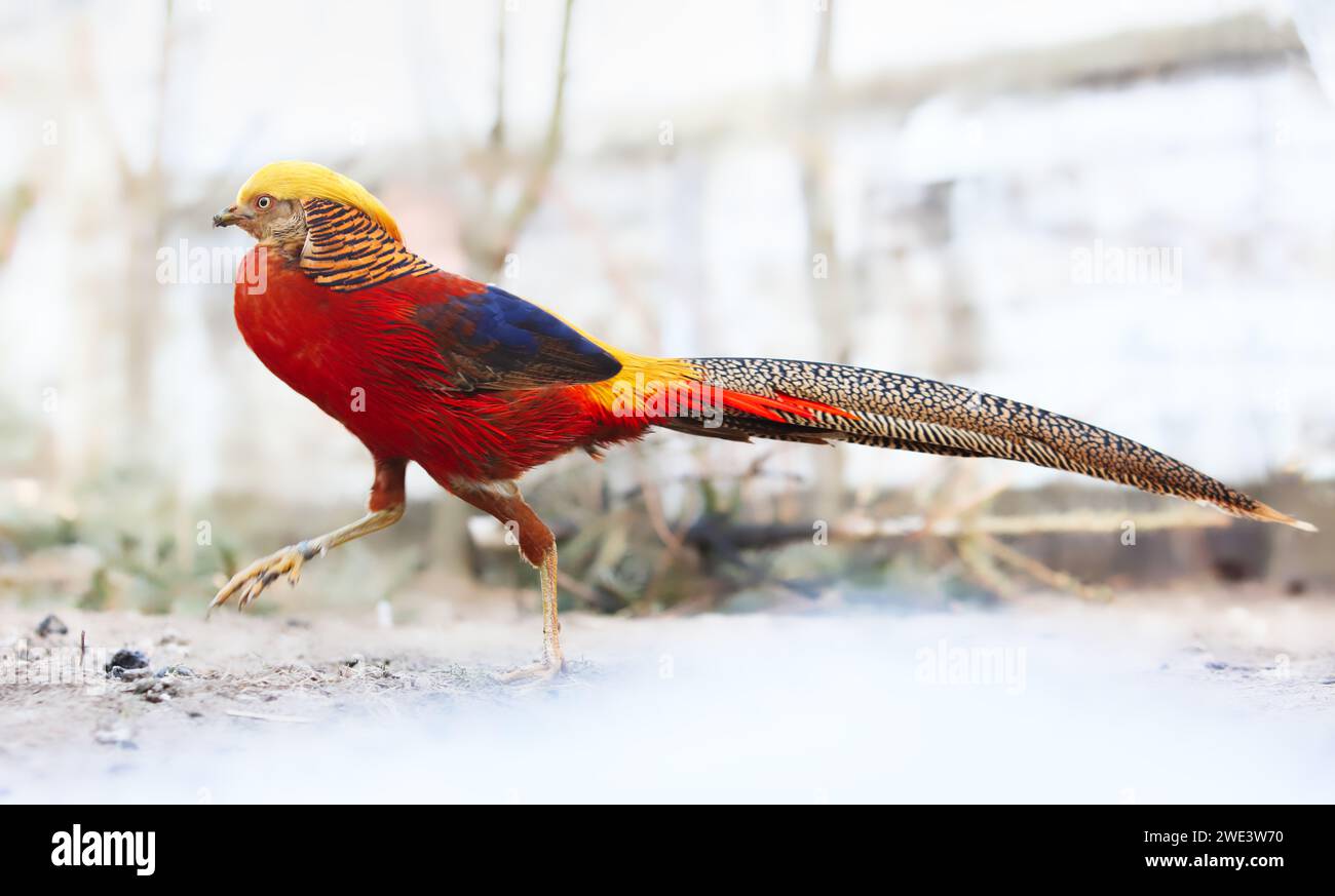 Golden Pheasant. China's unique ornamental bird. Chinese pheasant ...