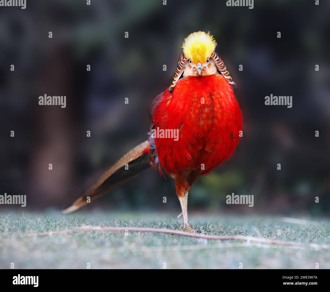 Golden Pheasant. China's unique ornamental bird. Chinese pheasant ...