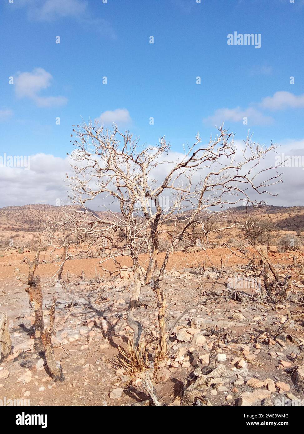 A solitary tree stands on a rugged landscape scattered with rocks and ...