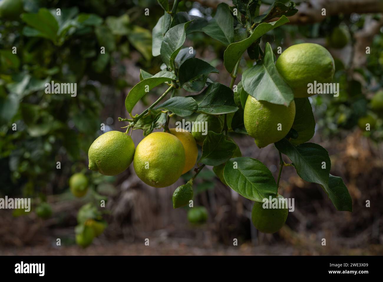 Lemons in various stages of ripening. A fruiting lemon tree. Wallpaper ...