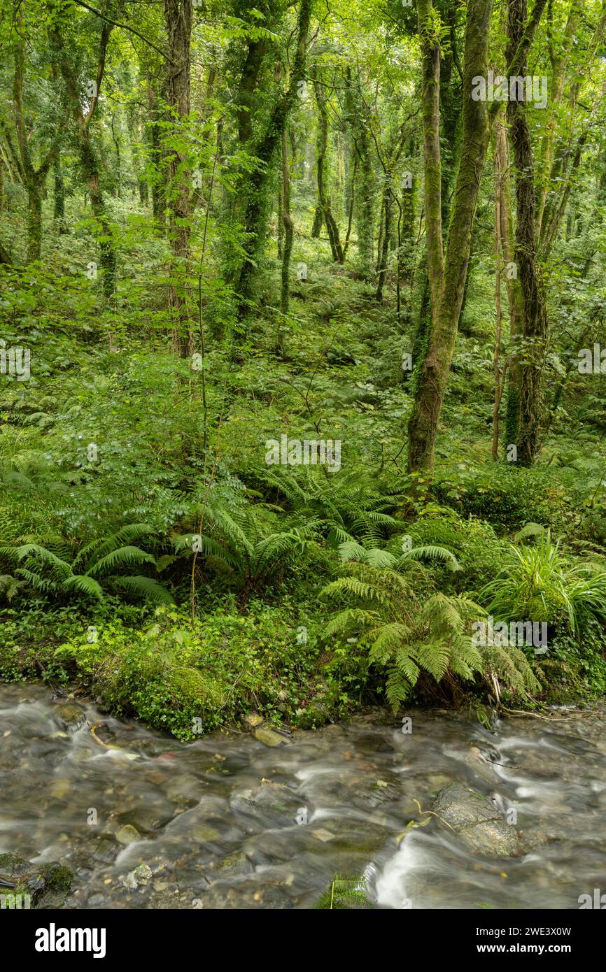 Temperate Rainforest, St Nectan's Glen, Tintagel, Cornwall, UK Stock ...