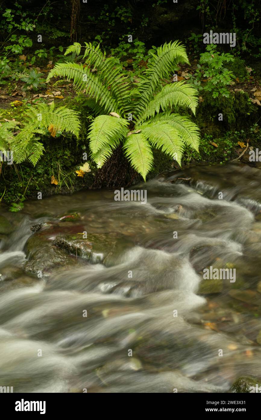 Fern on riverbank. Temperate Rainforest, St Nectan's Glen, Tintagel ...