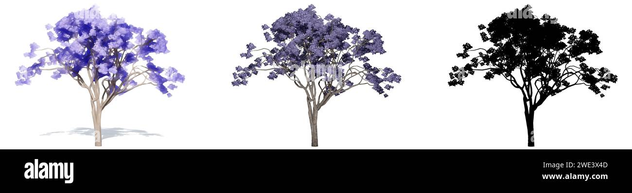 Set or collection of Jacaranda trees, painted, natural and as a black ...