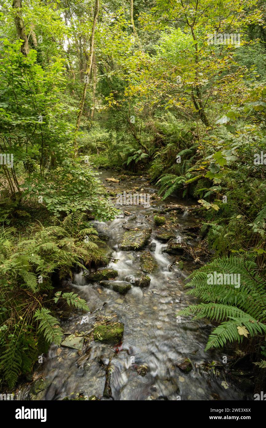Temperate Rainforest, Trethevey, near Tintagel, Cornwall, UK Stock ...