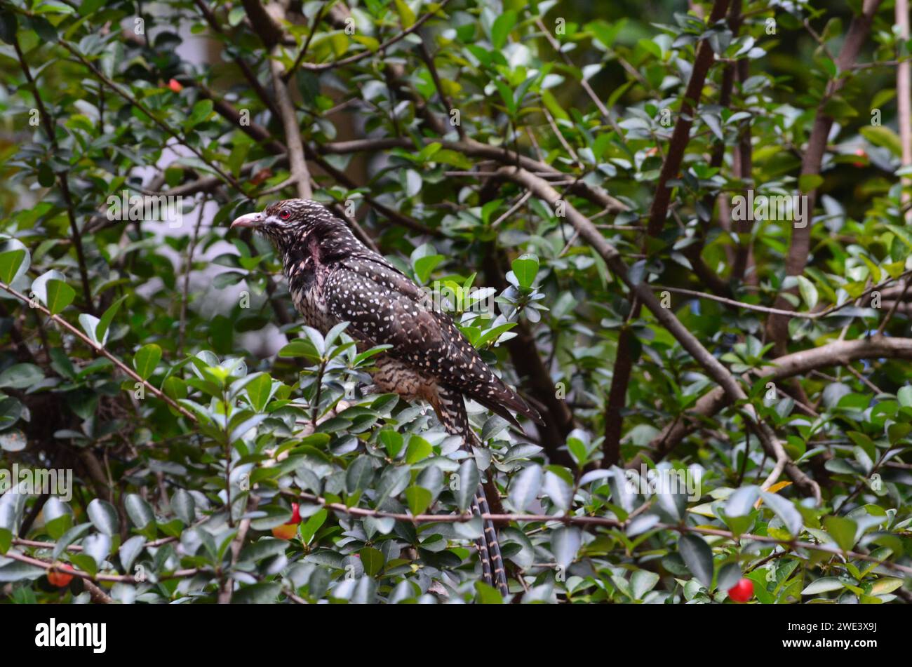 Singingbranches hi-res stock photography and images - Alamy