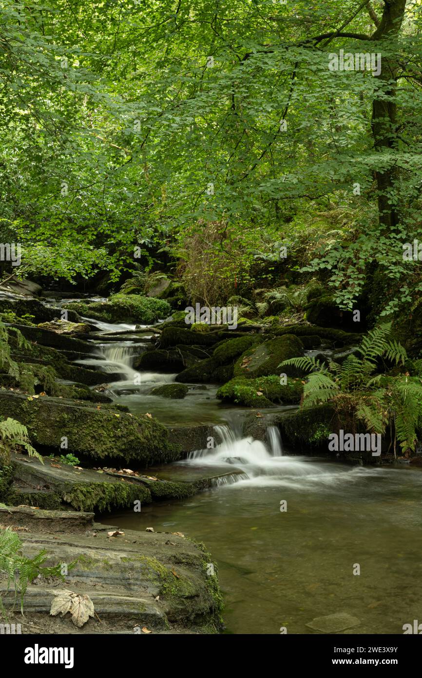Temperate Rainforest, Trethevey, near Tintagel, Cornwall, UK Stock ...