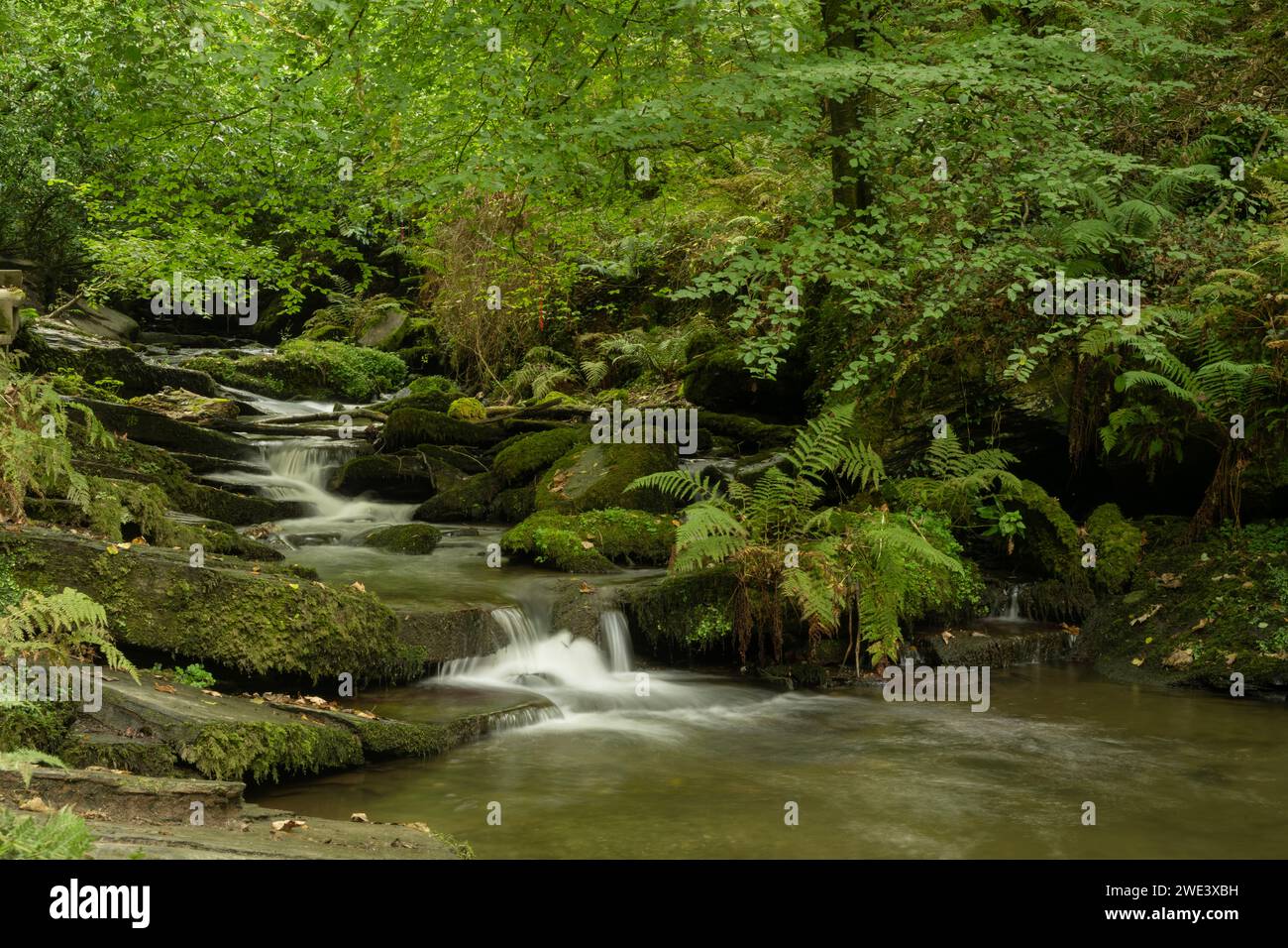 Temperate Rainforest, Trethevey, near Tintagel, Cornwall, UK Stock ...