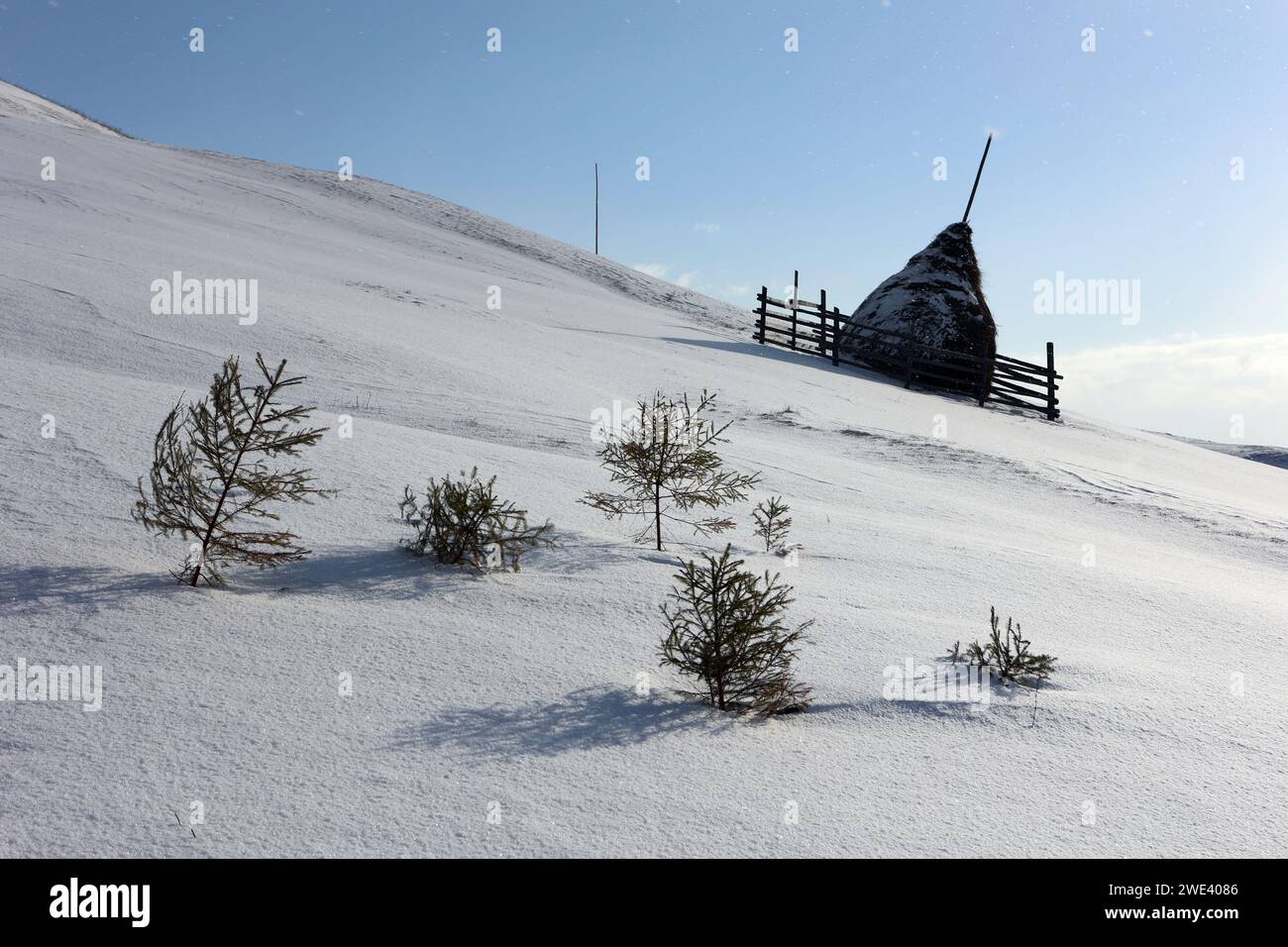 IVANO-FRANKIVSK REGION, UKRAINE - JANUARY 21, 2024 - A haystack secured ...