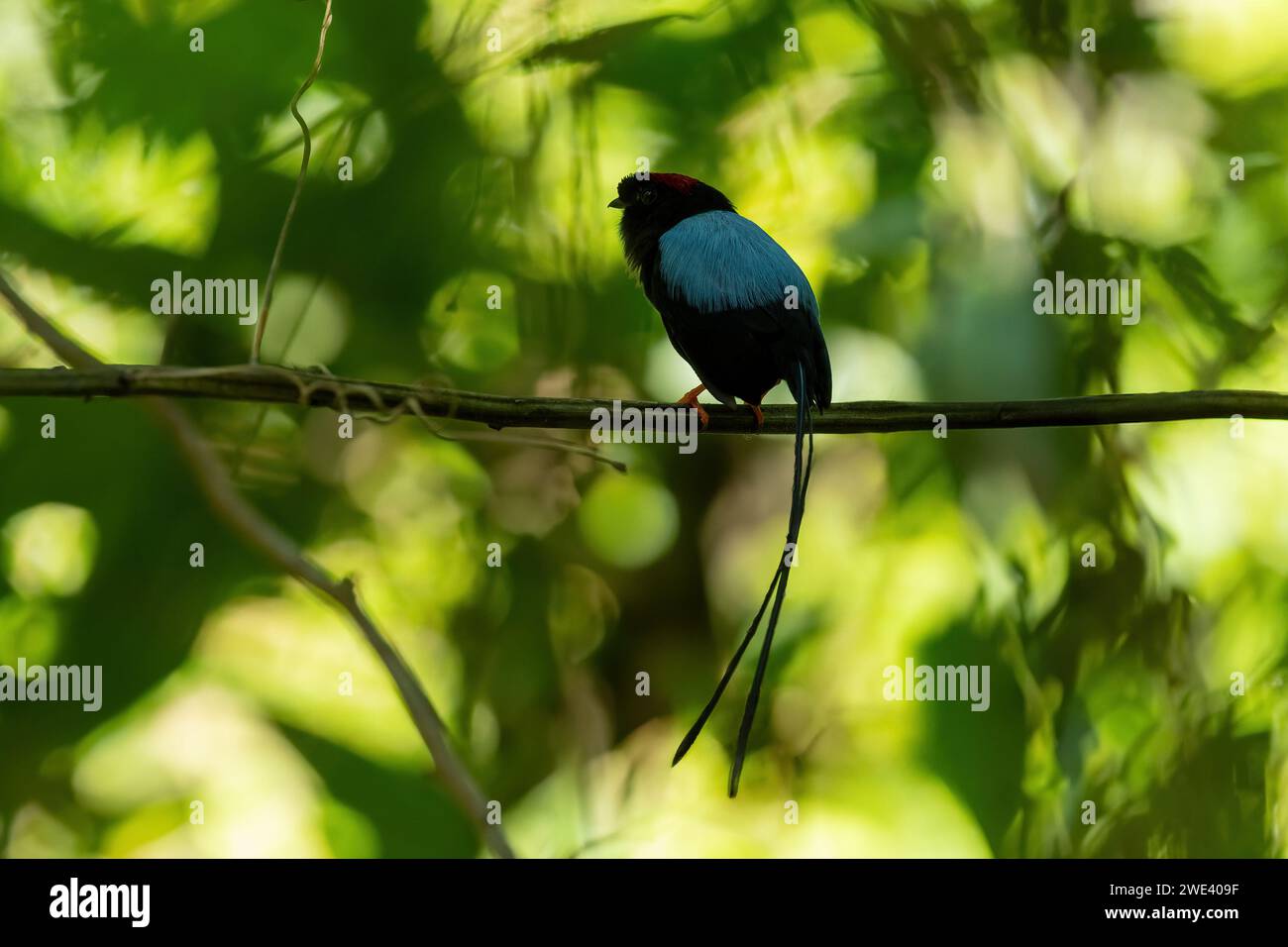 Long-tailed manakin is species of bird in the family Pipridae native to ...
