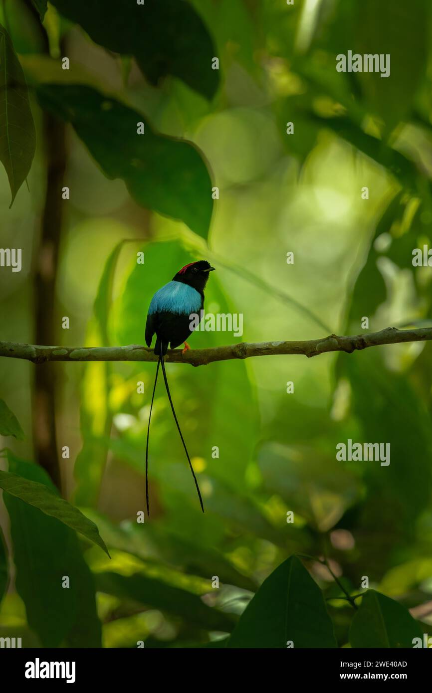 Long-tailed manakin is species of bird in the family Pipridae native to ...