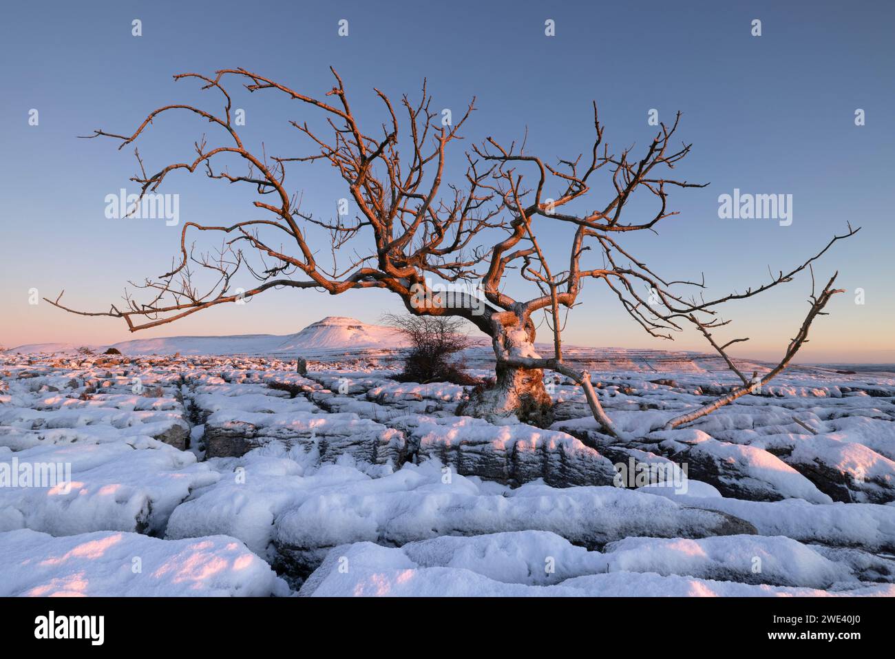 Snow-covered, wintertime view of a lone tree at Twistleton Scars, with ...
