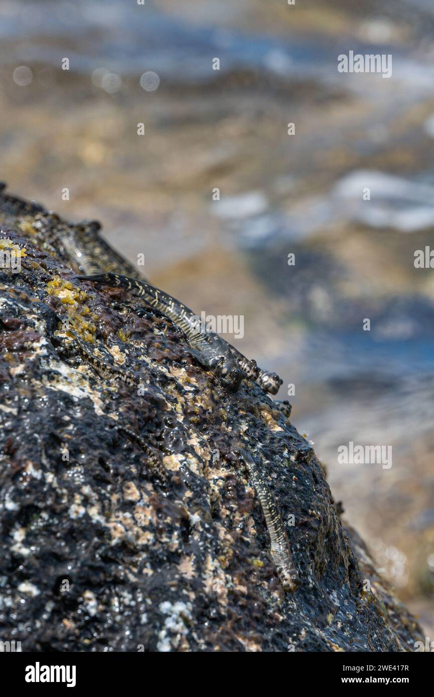 Rockskipper also known as combtooth blenny, resting on rocks on ilot ...