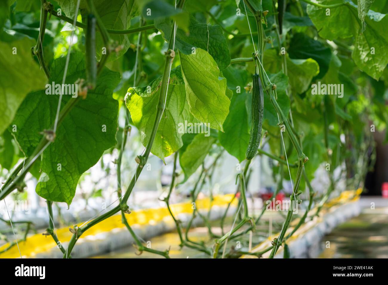 Plants in greenhouse. Greenhouse Cucumber. Cucumber plants growing ...