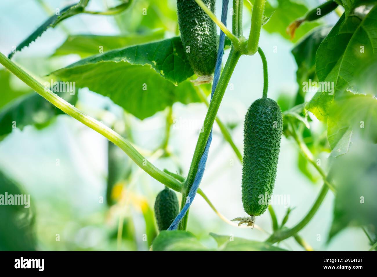 Creeping cucumber plant hi-res stock photography and images - Alamy