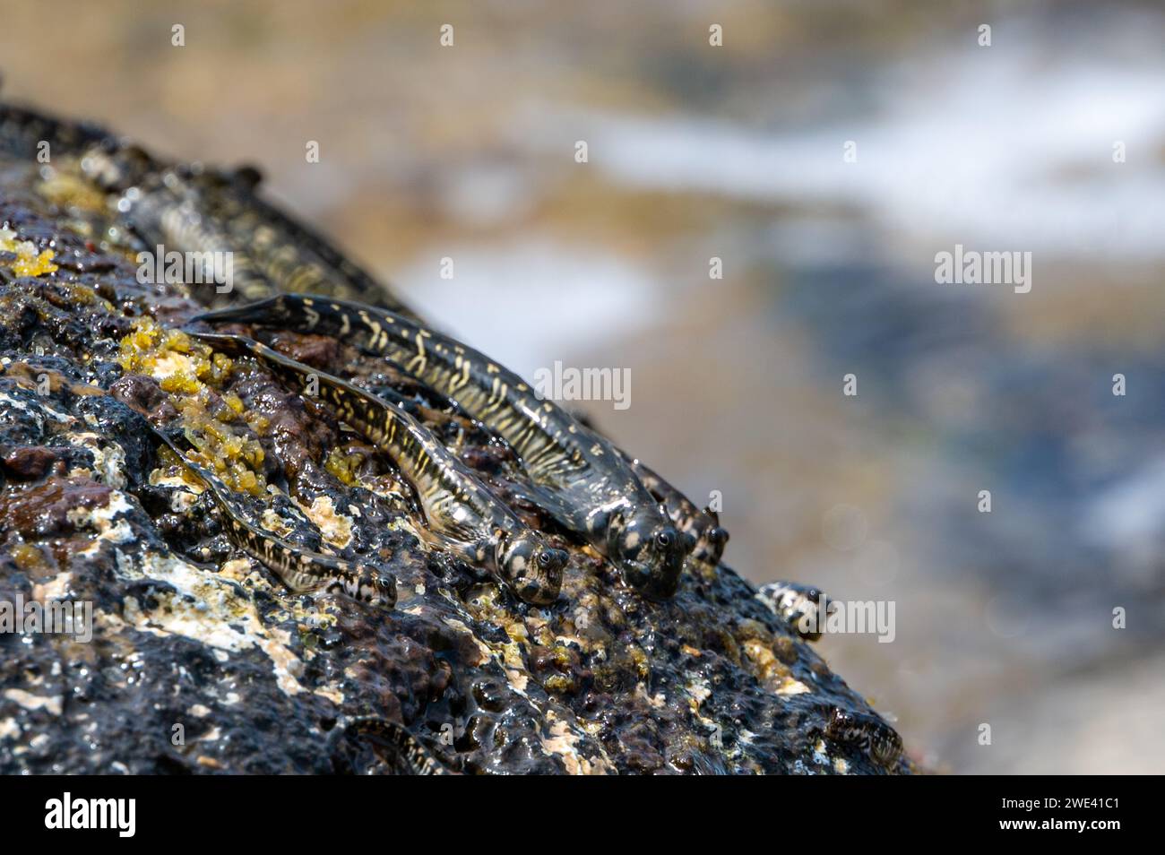 Rockskipper also known as combtooth blenny, resting on rocks on ilot ...