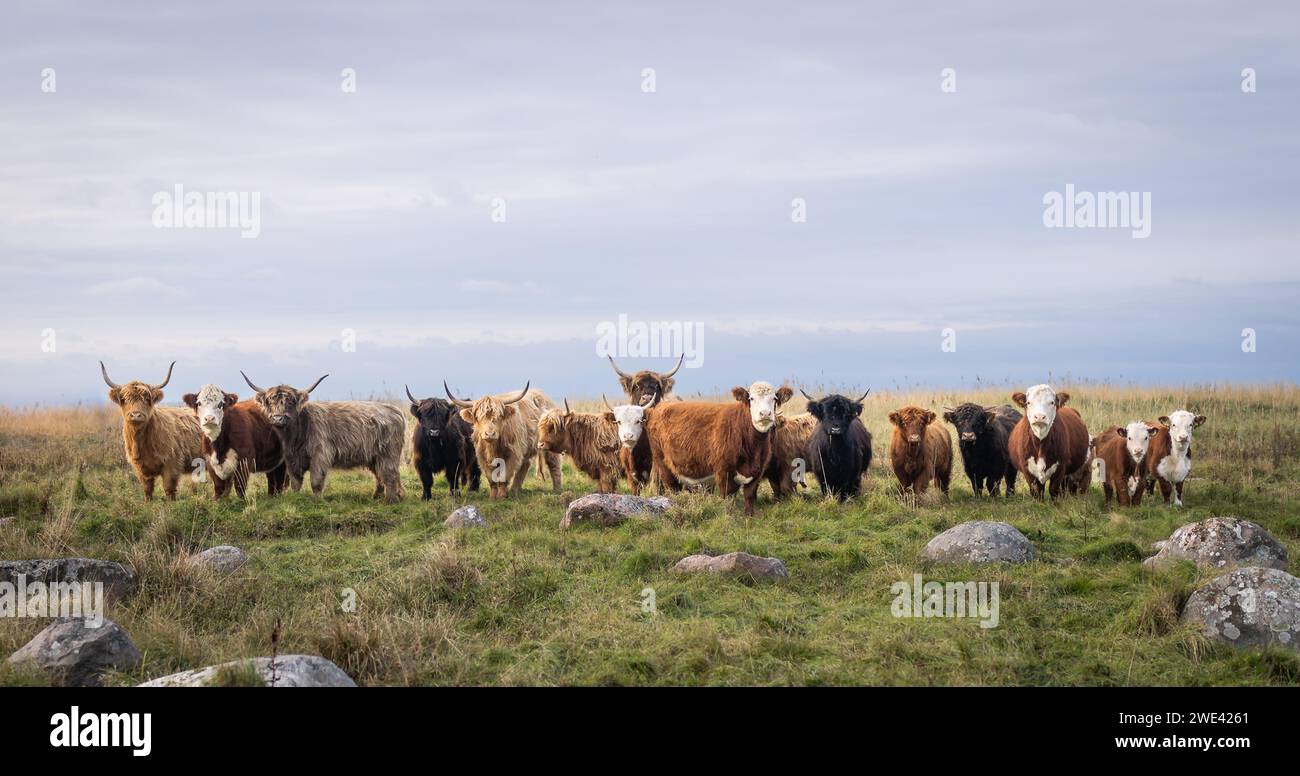Cattle lined up in a coastal meadow. Line of Hereford cattle and ...