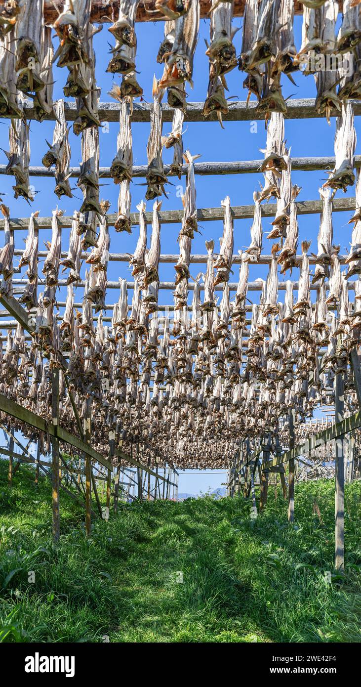 Rows of stockfish drying in the open air on wooden racks in Lofoten ...