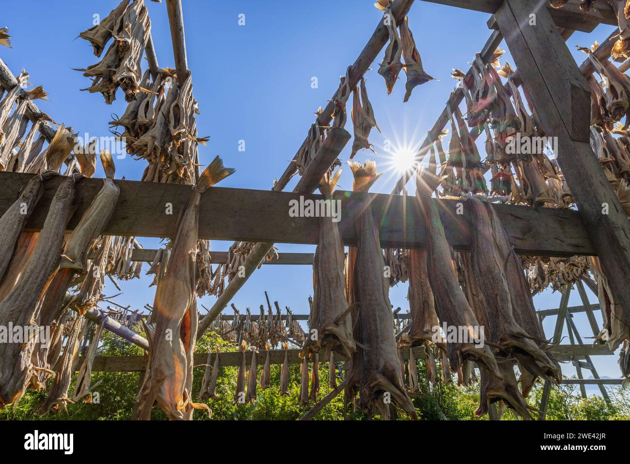 Sunrays pierce through drying cod on traditional Norwegian racks under ...