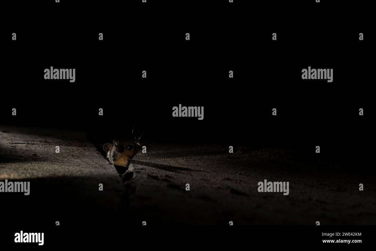 mouse under the floor boards Stock Photo - Alamy