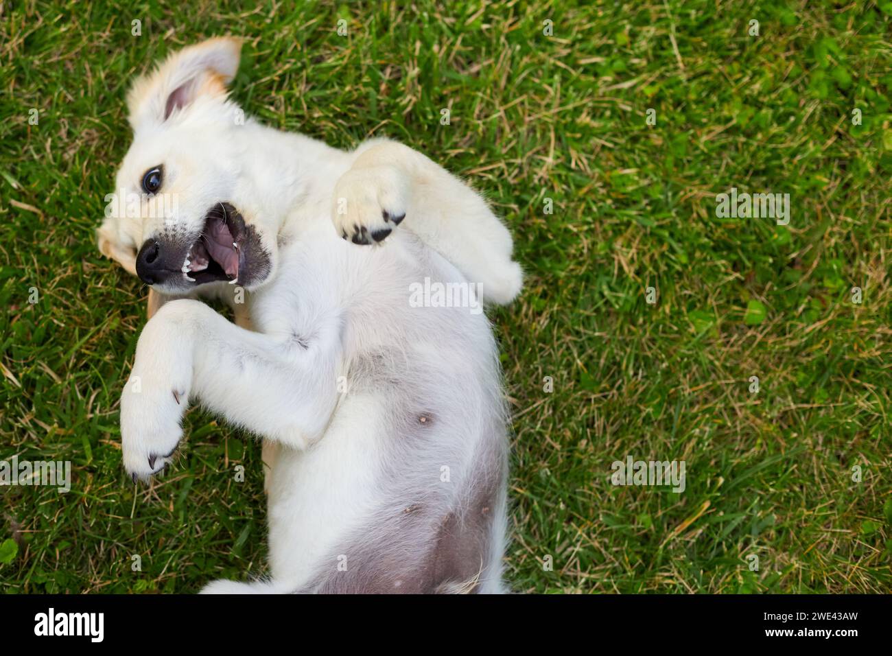 An adorable puppy Golden Retriever is lying on its back on lush green ...