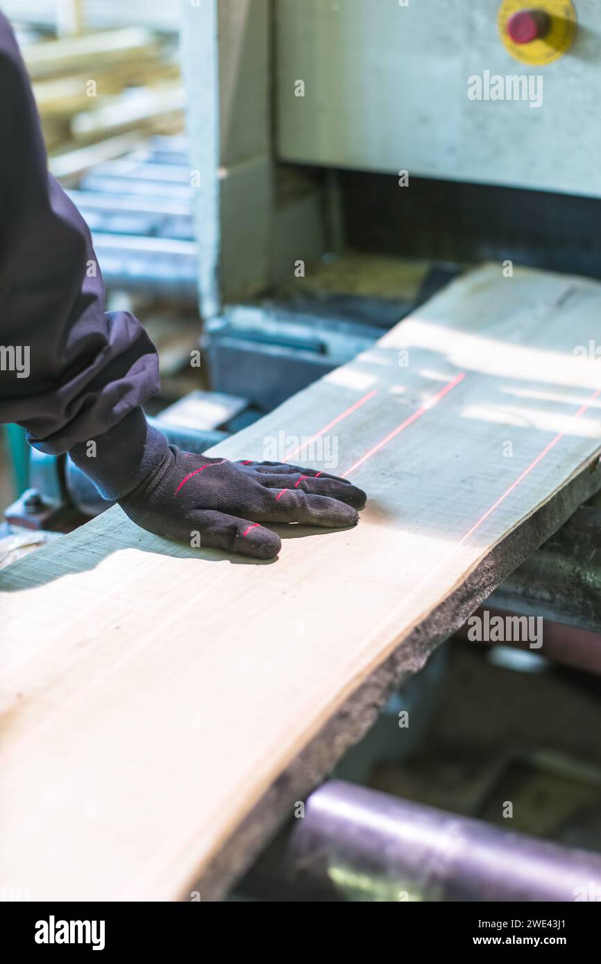 worker pushing plank into precise laser guidance cutting machine Stock ...