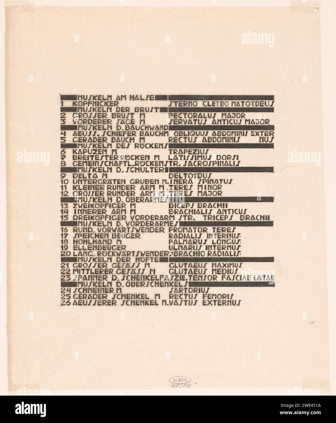 List of back and arm muscles in German and Latin, Reijer Stolk, 1906 ...