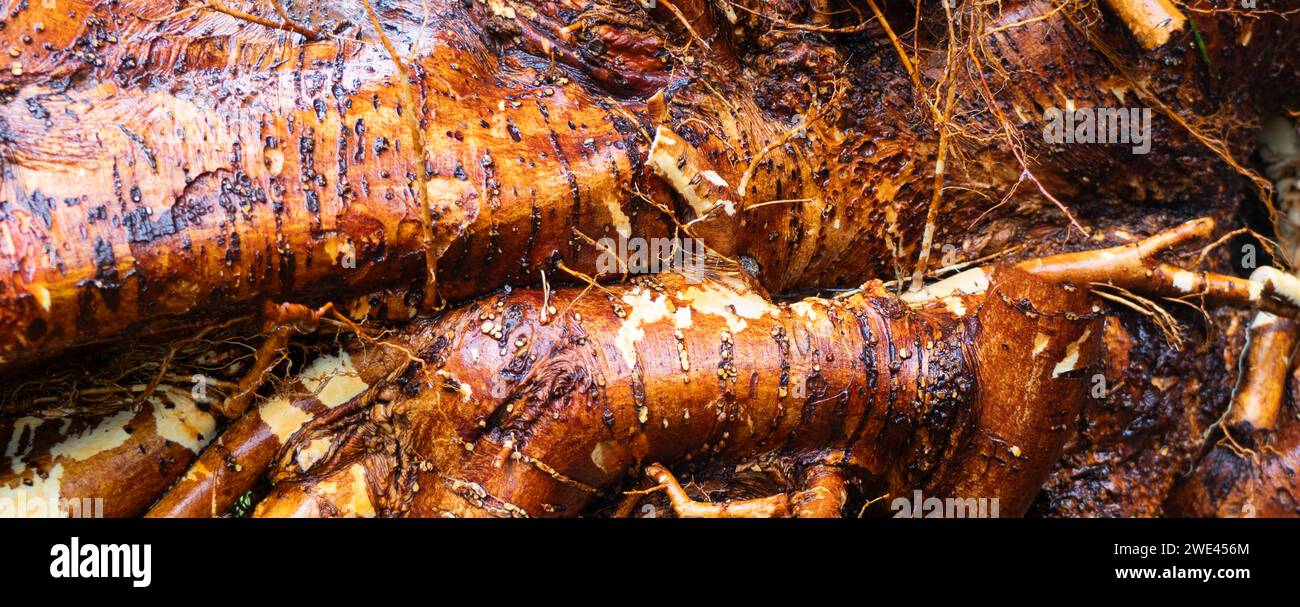 Roots small and big of a natural tree plant. Tree root texture ...